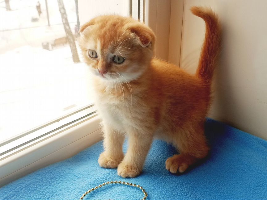 Золотая шиншилла вислоухий малыш