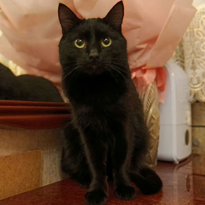 Взрослый кот в добрые руки