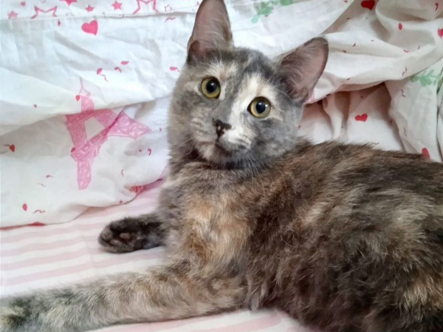 Котëнок девочка в добрые руки