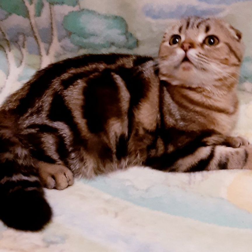 Шотландский вислоухий короткошёрстный котёнок