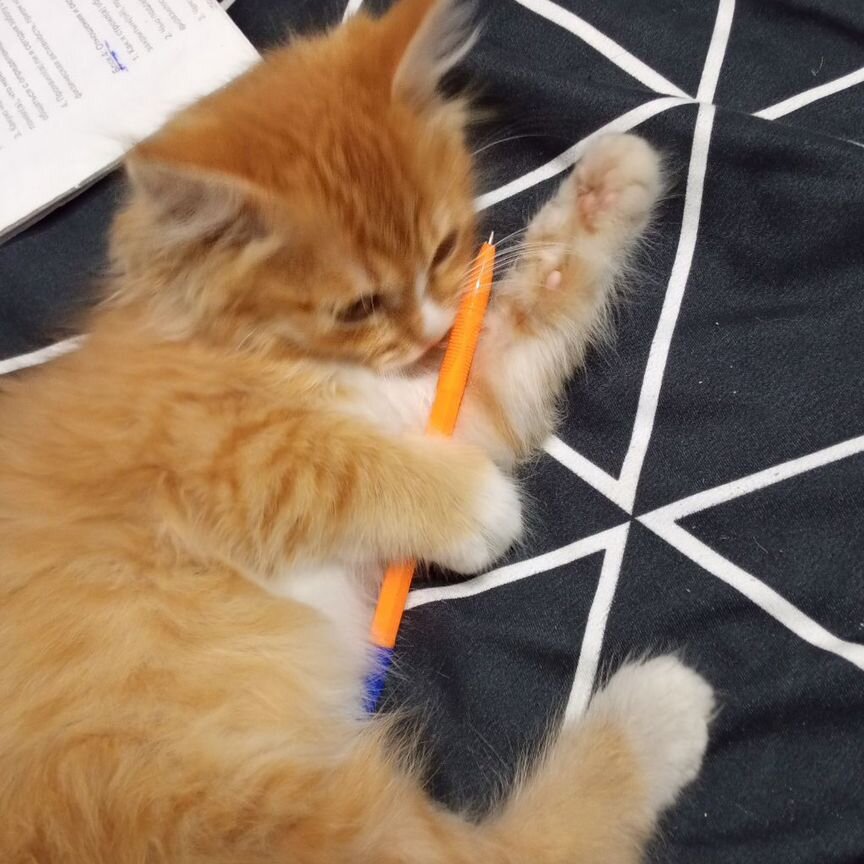 Котёнок в добрые руки