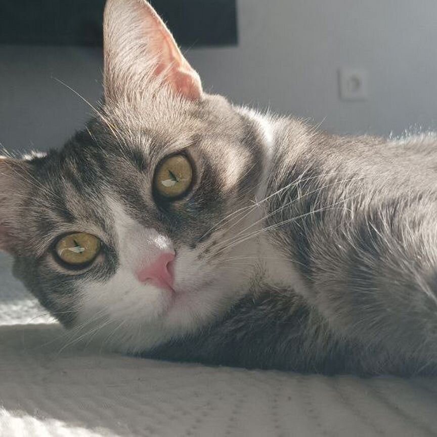 Кошечка, кошка Буся. стерилизована, 1,5года