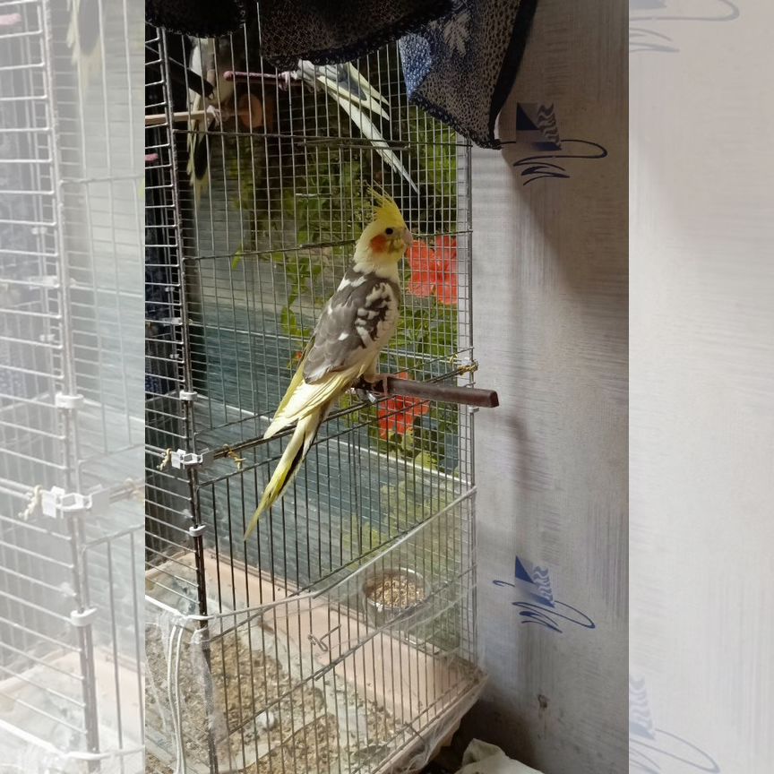 Попугай корелла птенец