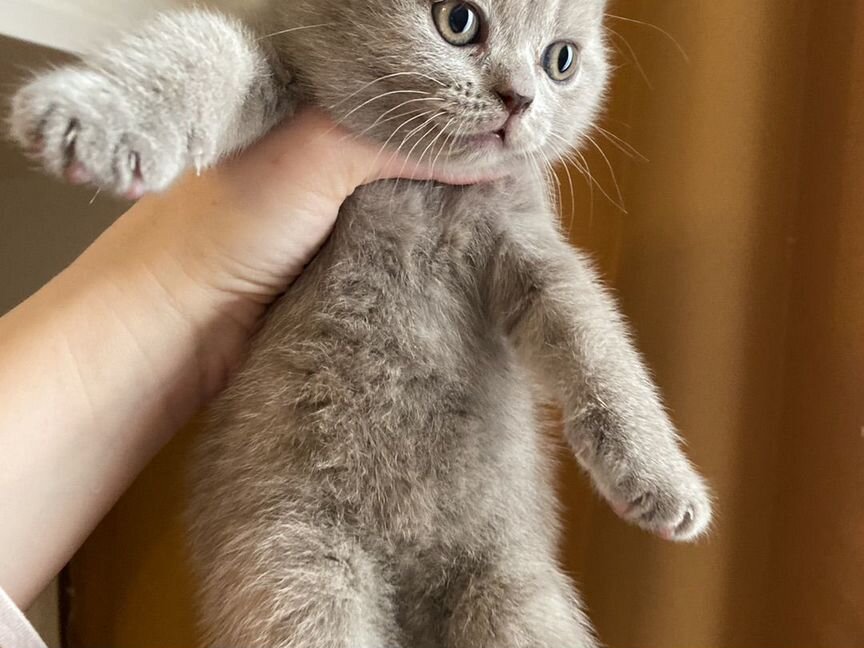 Плюшевая кошечка шотландская