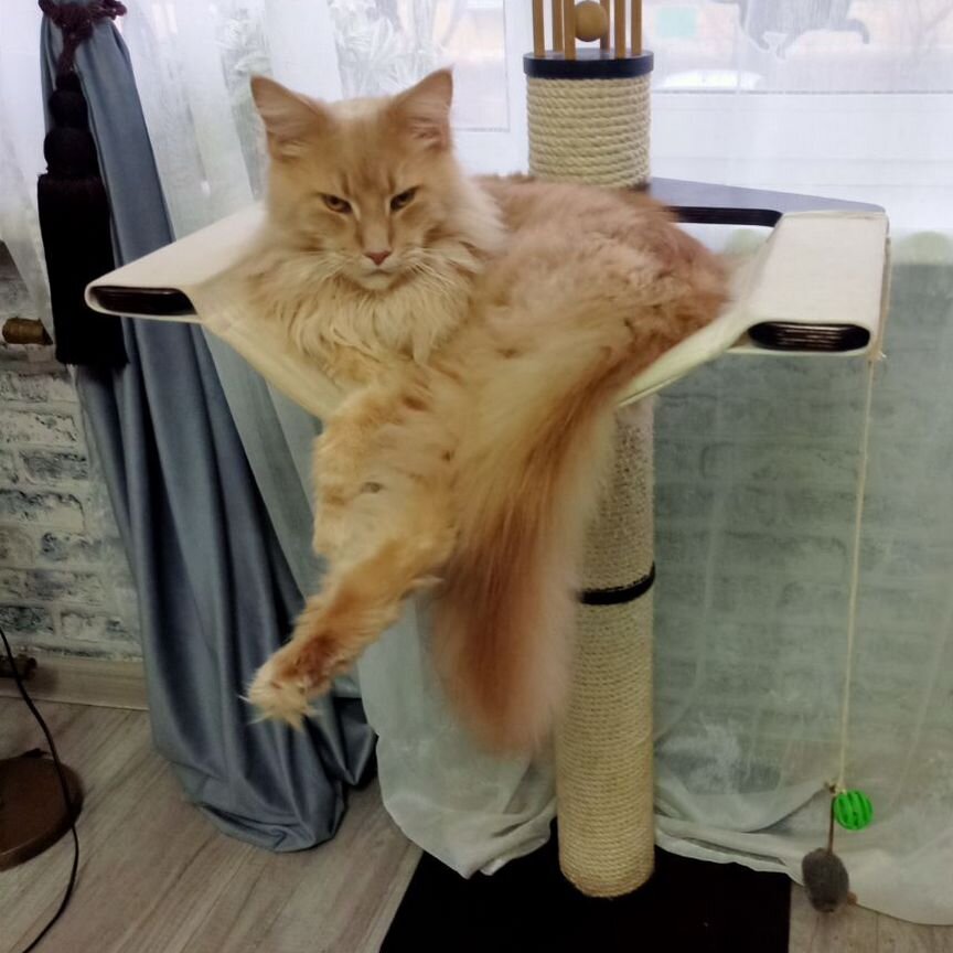 Когтеточка домик для кошки бу пермь