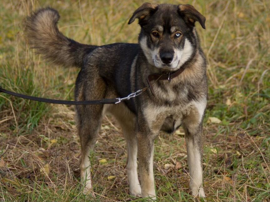 Собака в добрые руки