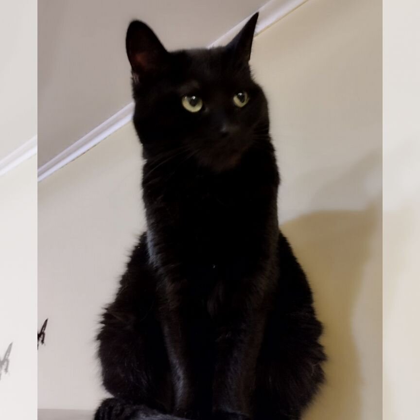 Кошка ищет дом