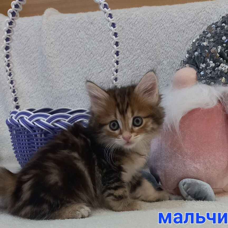 Курильский бобтейл