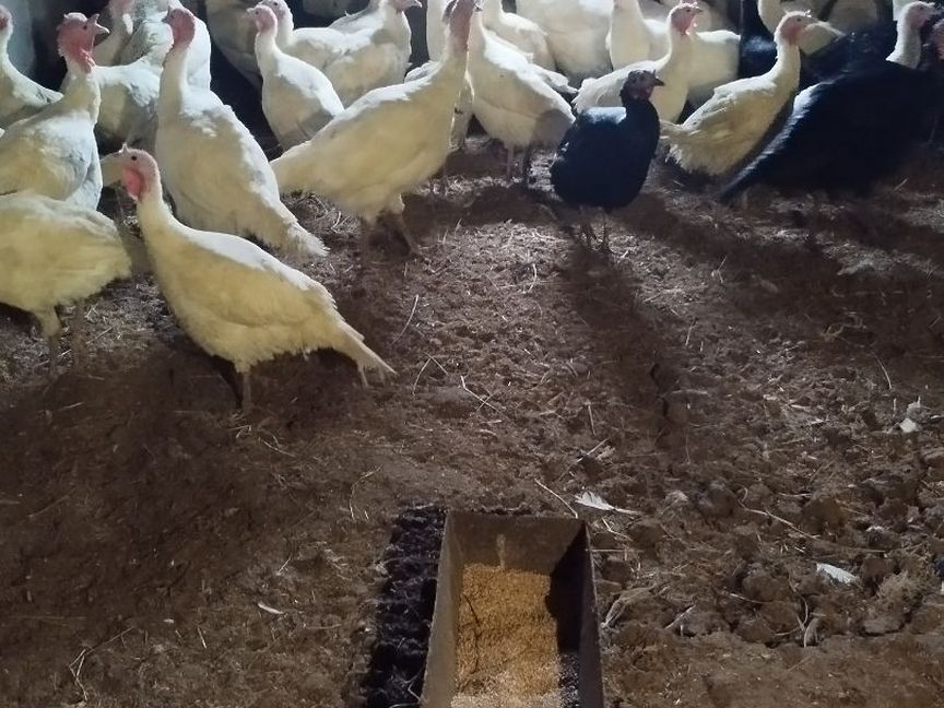 Индюки Индюшки домашние