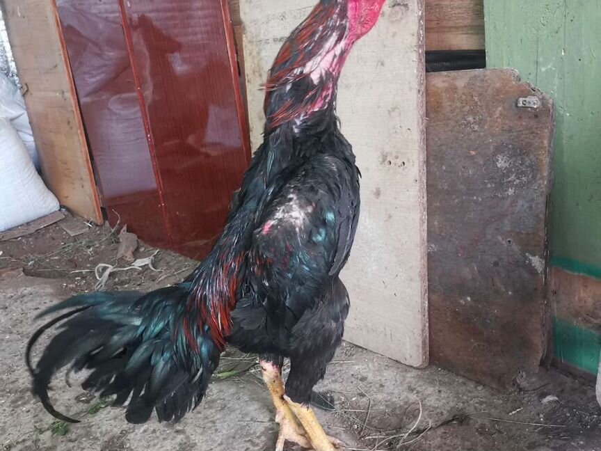 Империя шамо