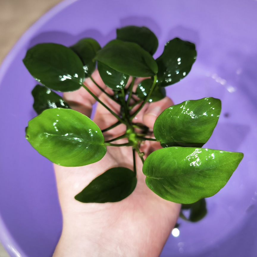 Анубиас Бартера