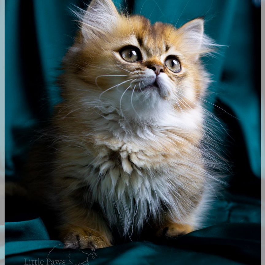 Коротколапый котик манчкин менуэт