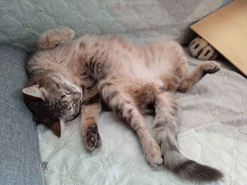 Отдам котёнка-девочку