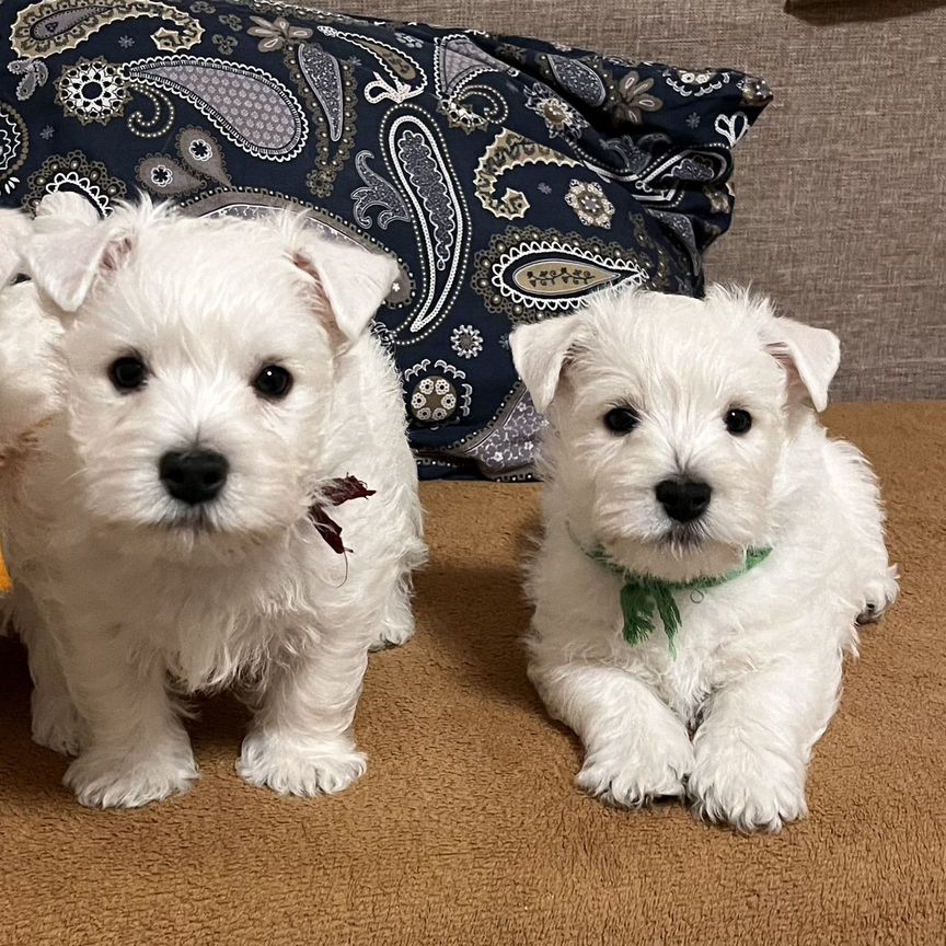 Щенки вест хайленд вайт терьер