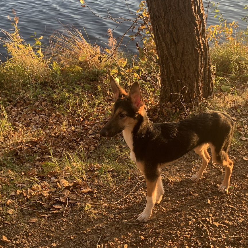 Отдам бесплатно собаку