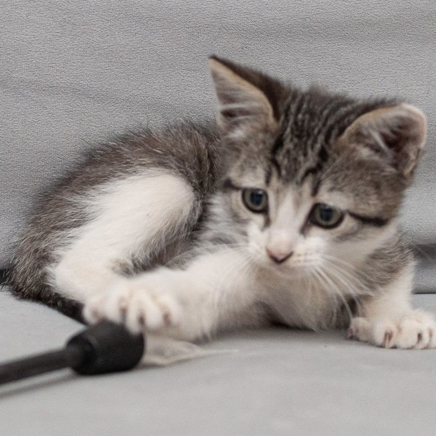 Котенок мальчик бесплатно