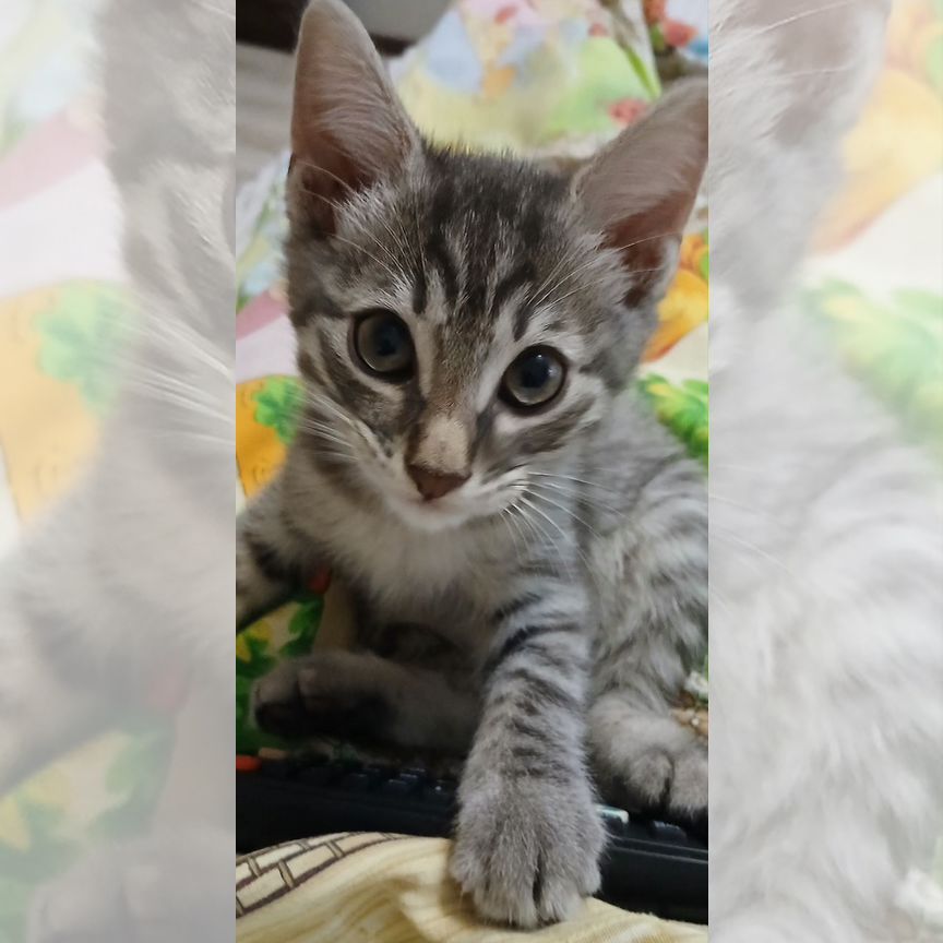 Котик