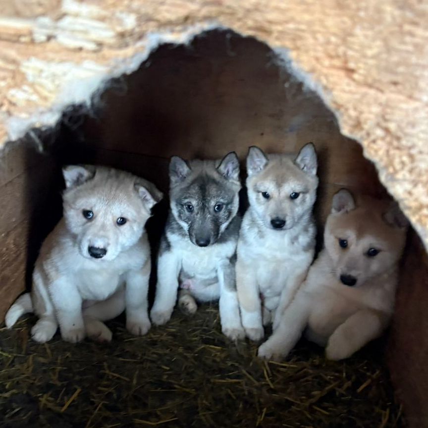 Западносибирская лайка, щенок