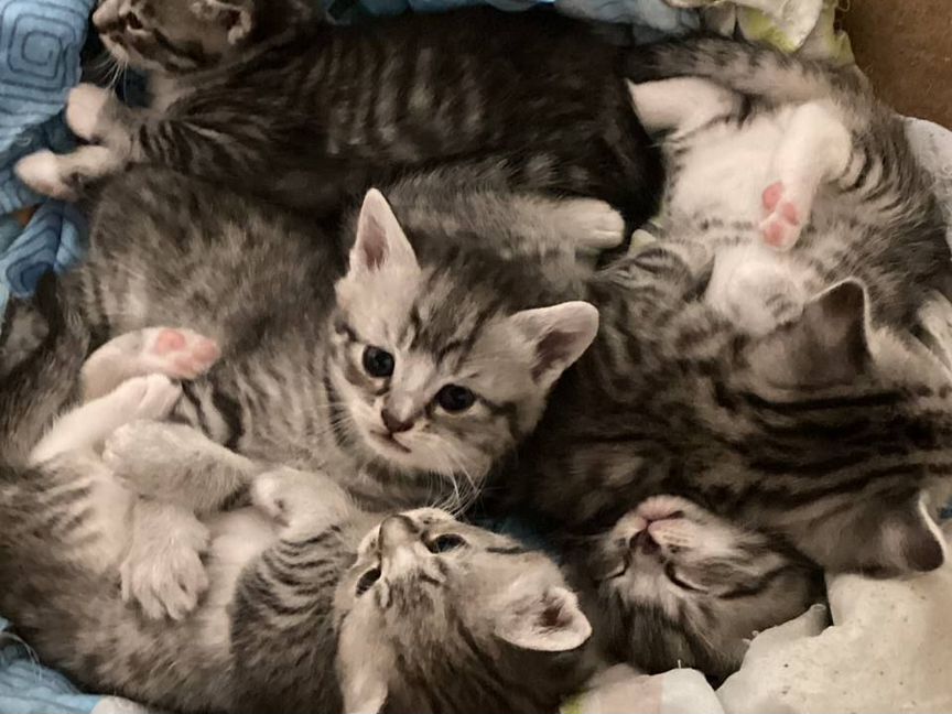 Котята в добрые руки бесплатно