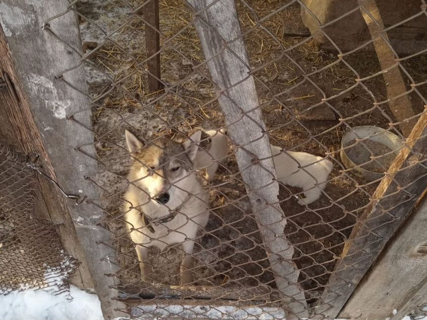 Западно сибирская лайка