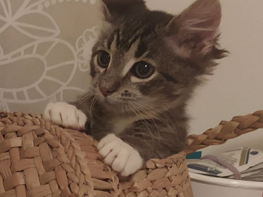 Котенок девочка в добрые руки