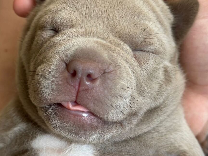 Американский булли лиловый