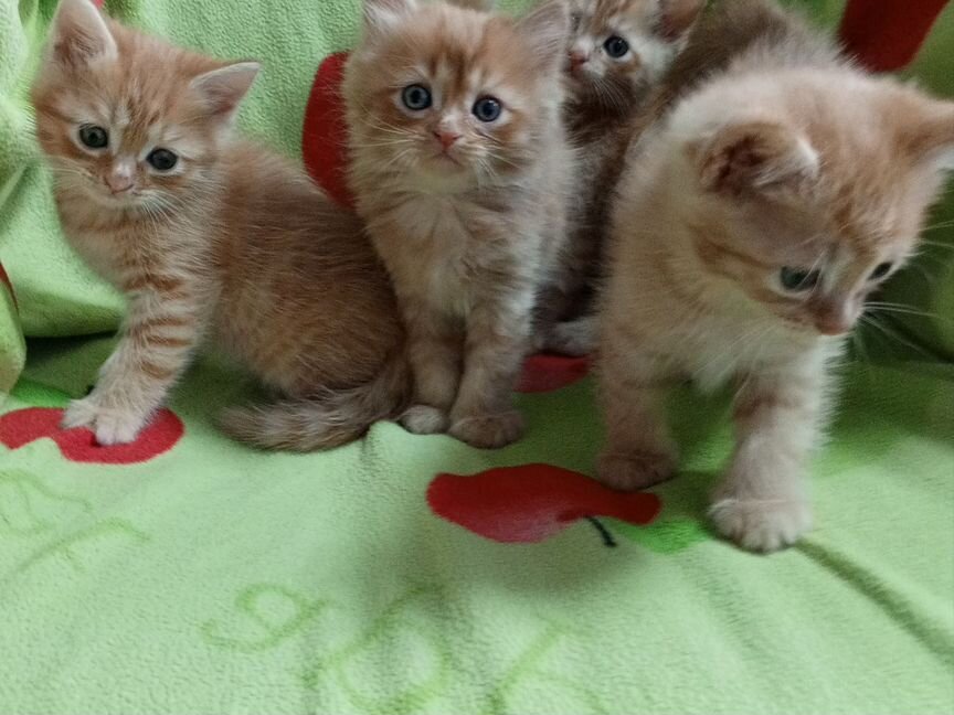 Кошки в добрые руки