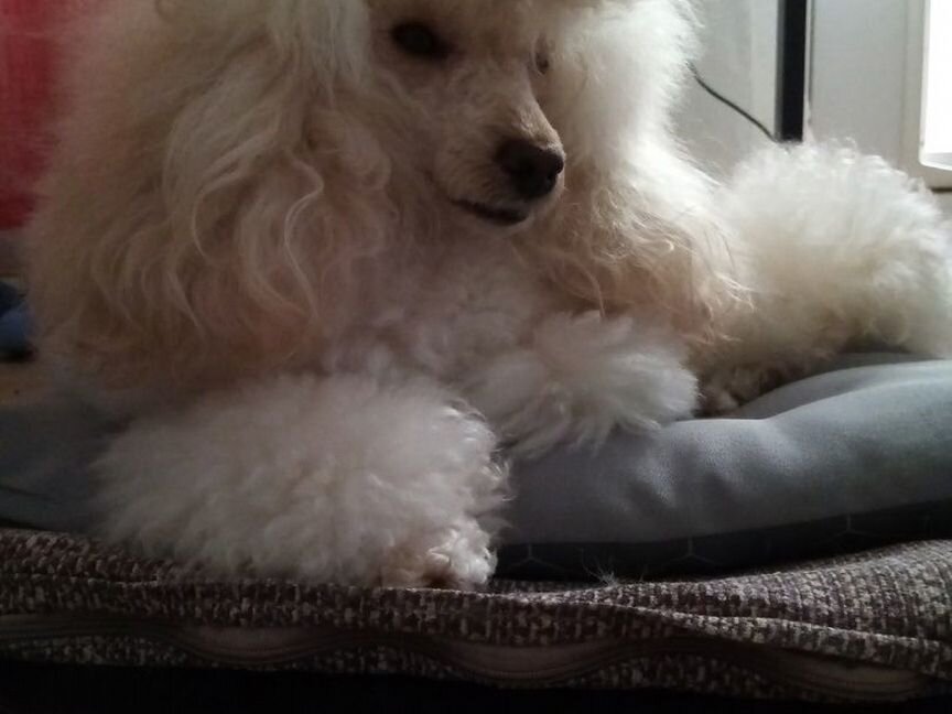 Миниатюрный пудель щенки