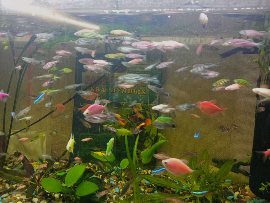 Рыбки Данио, гуппи,моллинезия
