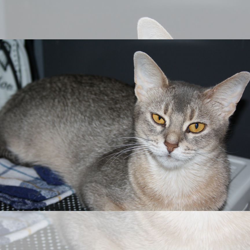 Абиссинка голубого окраса