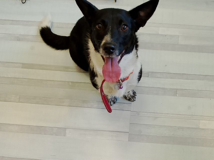 Языкастая Элла)