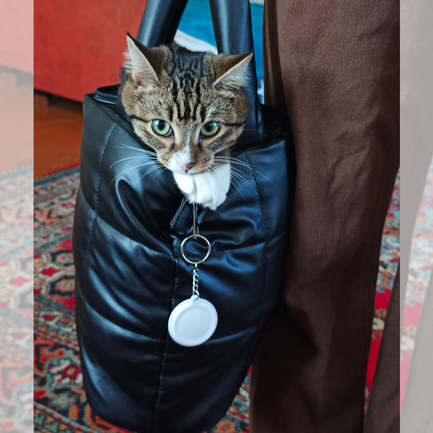 Взрослый кот в добрые руки