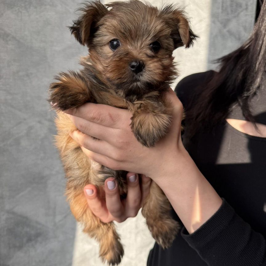 Русская салонная щенки