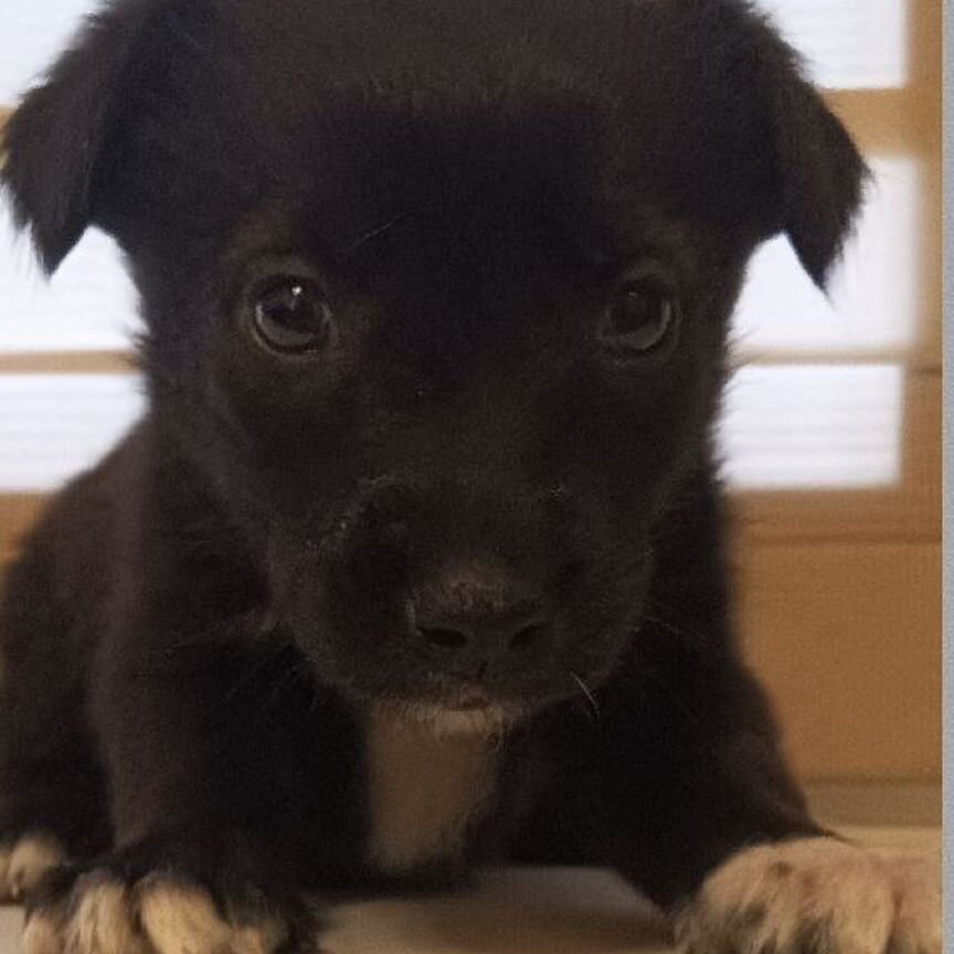 Отдам щенка в добрые руки бесплатно