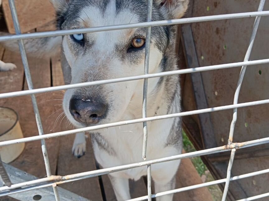 Собака в добрые руки