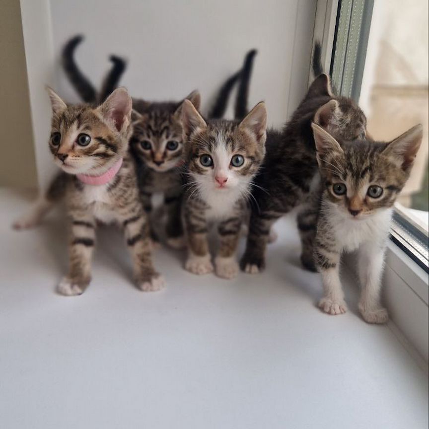 Котята в добрые руки бесплатно