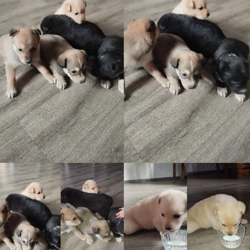 Щенки в добрые руки