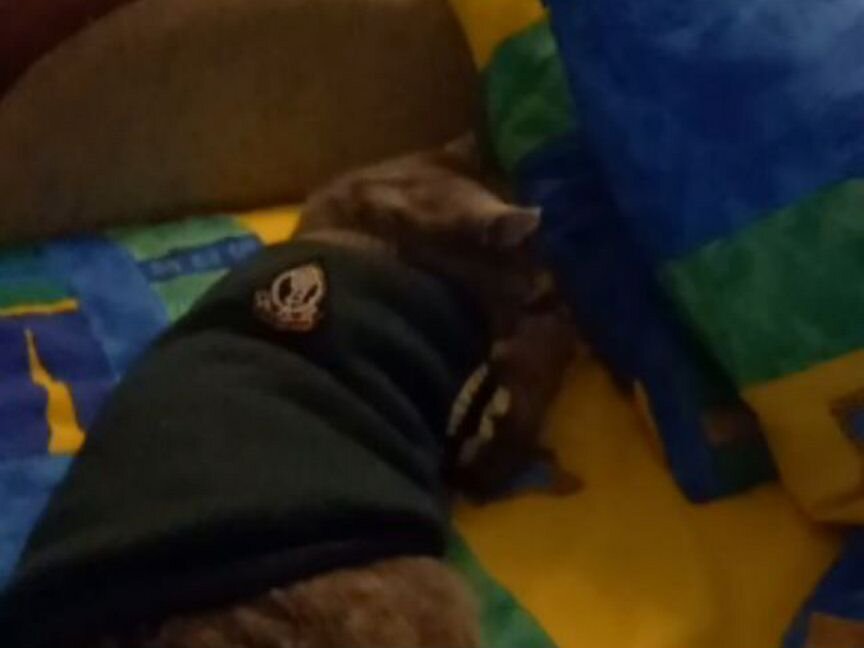 Одежда для котика или маленькой собачки