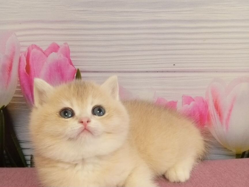 Британский мальчик ау 12, прямой носит. лил.золото