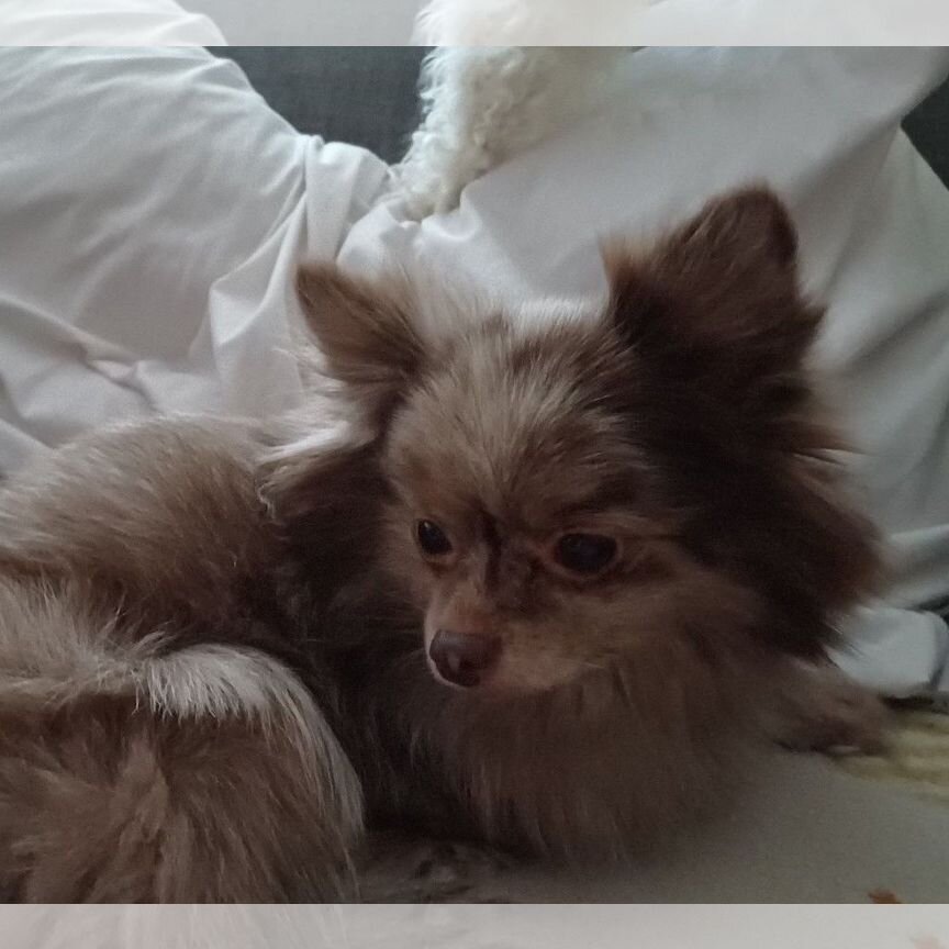 Померанский шпиц, взрослая собака