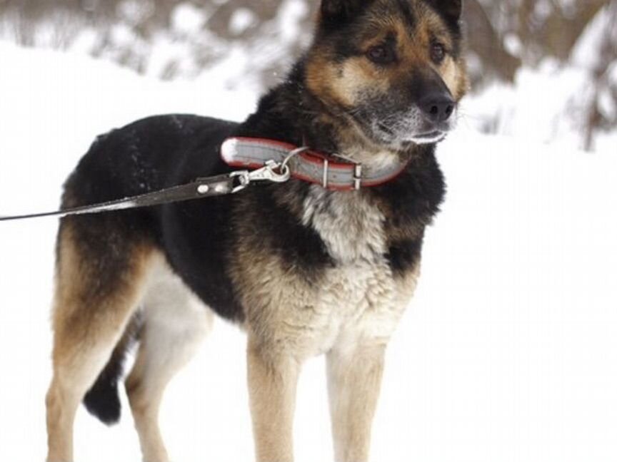 Восточноевропейская овчарка
