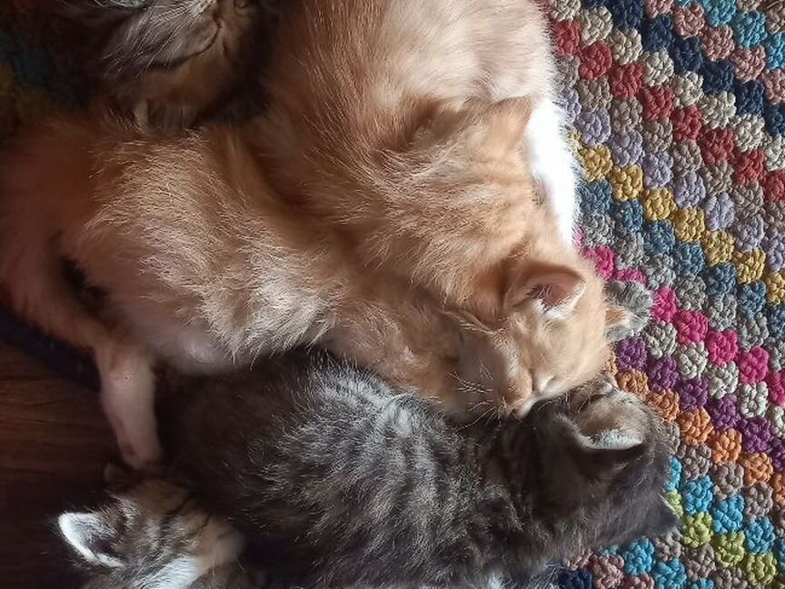 Котята в добрые руки