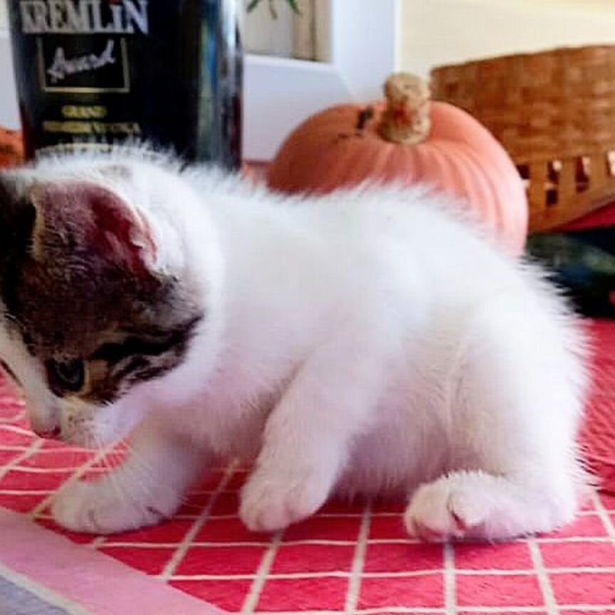 Котёнок 1,5мес ласковая.Никому не приглянулась