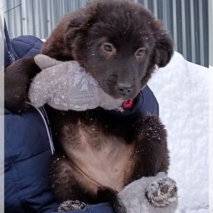 Щенок в добрые руки