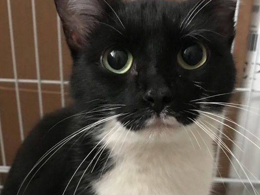 Кошка больше не нужна