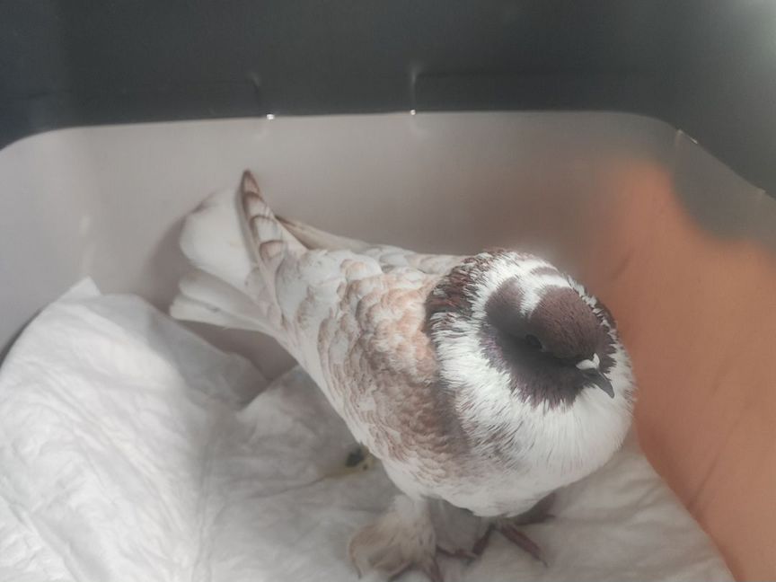 Породистый голубь