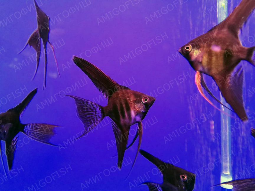 Скалярия Черная вуаль (Pterophyllum scalare)