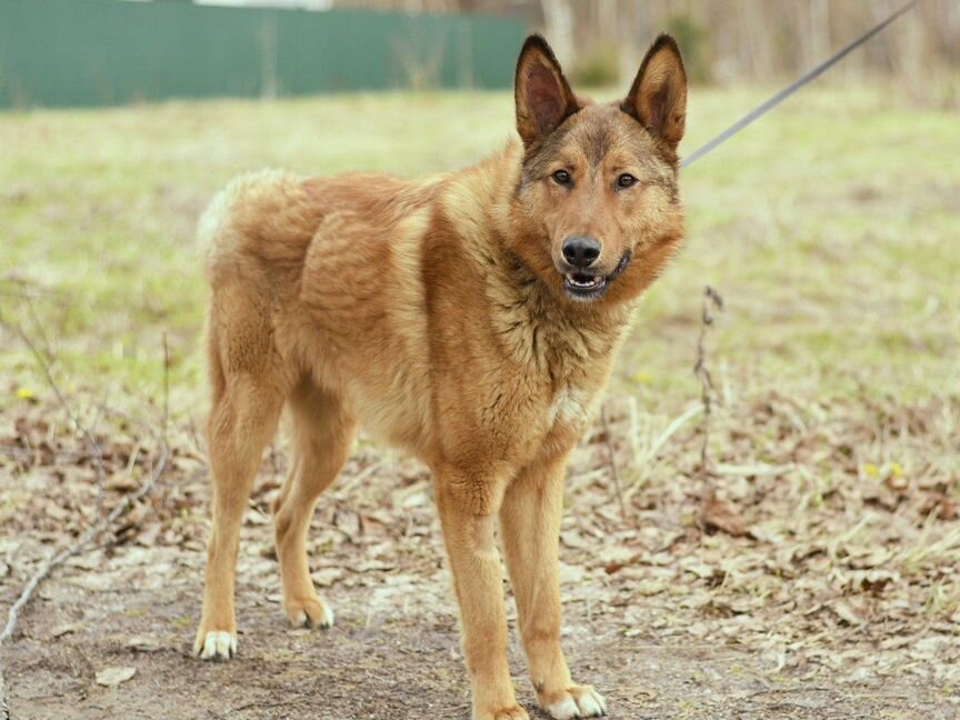 Отдам собаку в добрые руки