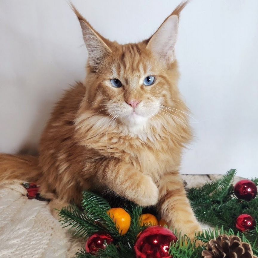 Мейн-кун котёнок