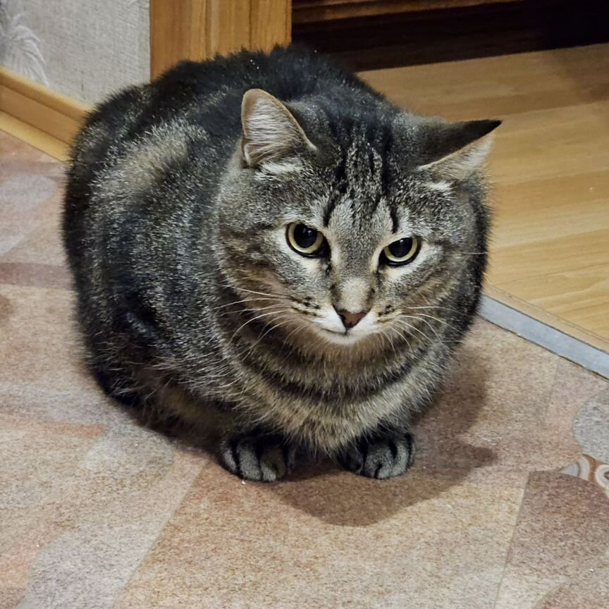 Котик Стёпа из Колпино